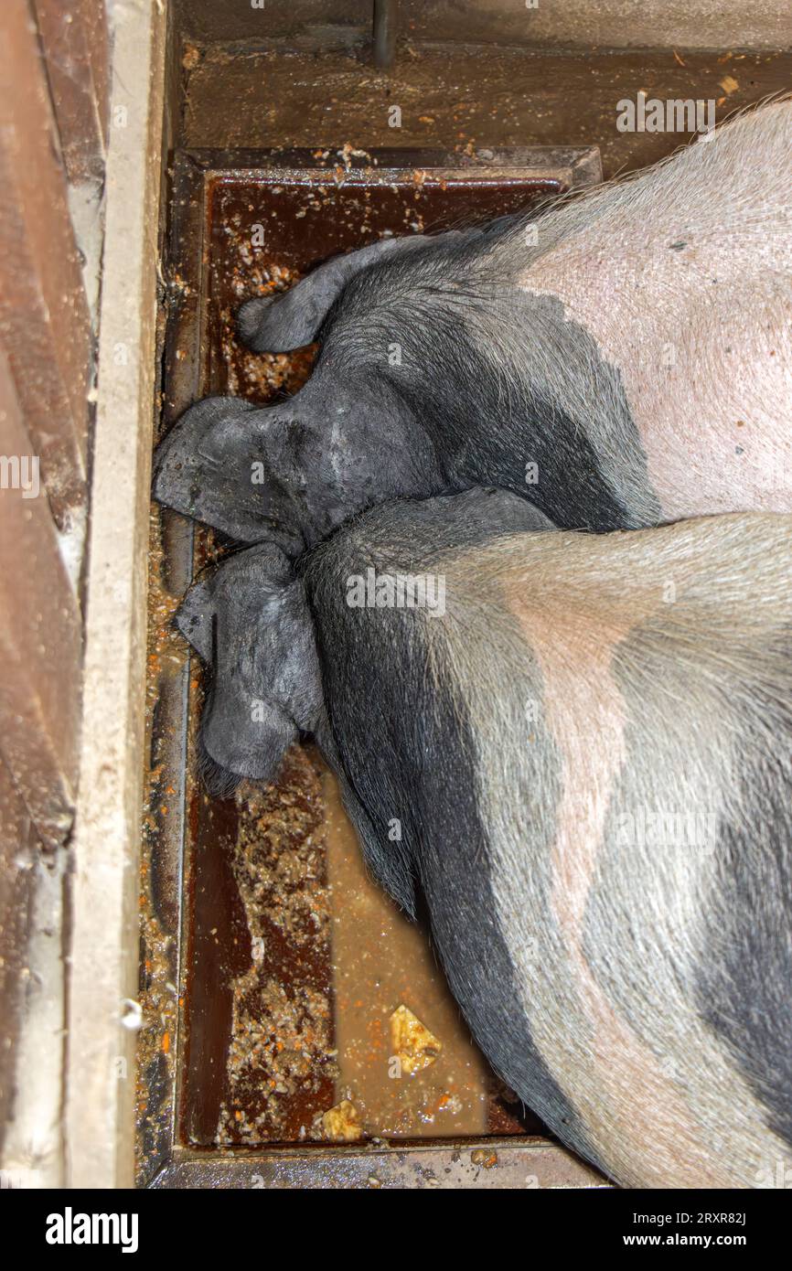 Pair of pigs feeding from a trough in a barn, top view Stock Photo - Alamy