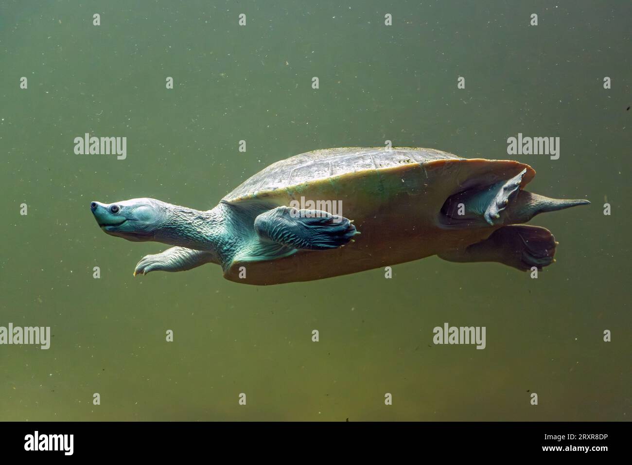 The northern river terrapin (Batagur baska) swims underwater Stock ...