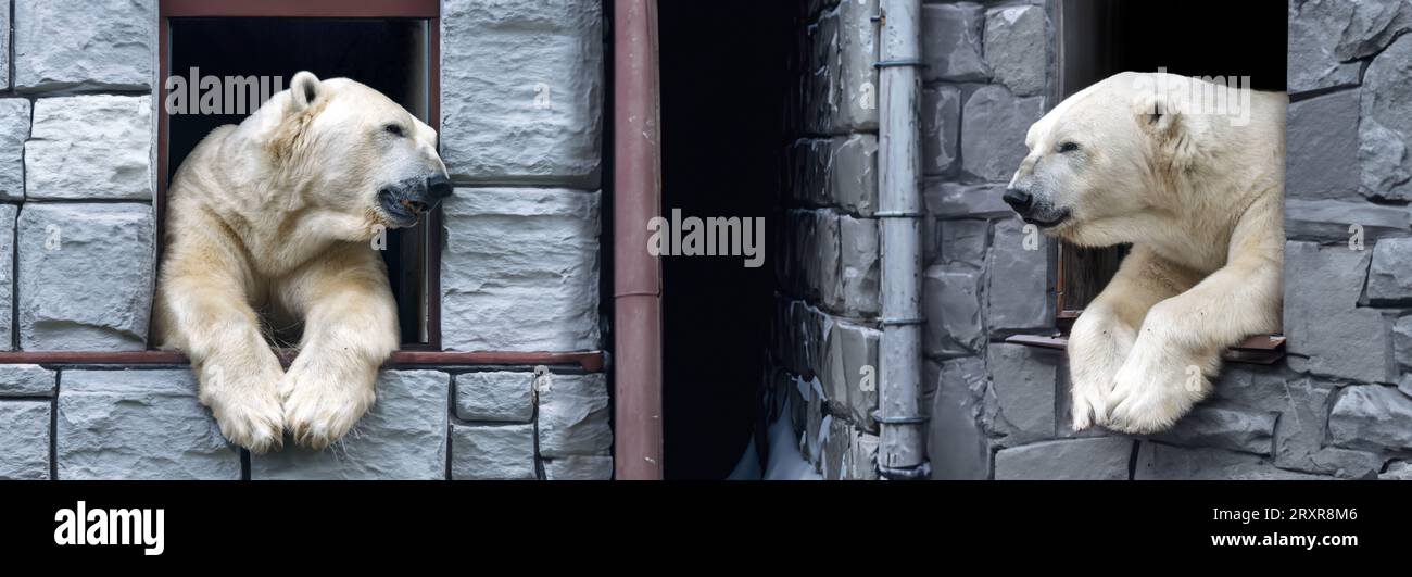 Two polar bears are watching from the windows of houses next to each ...
