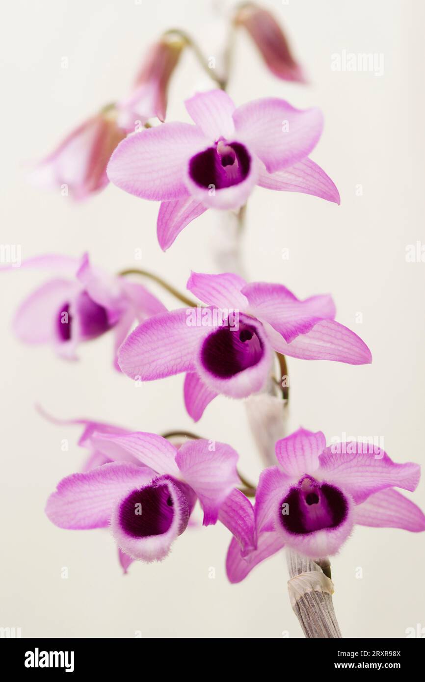 Orchid (Dendrobium Nestor 'Red Dragon') flowers Stock Photo - Alamy