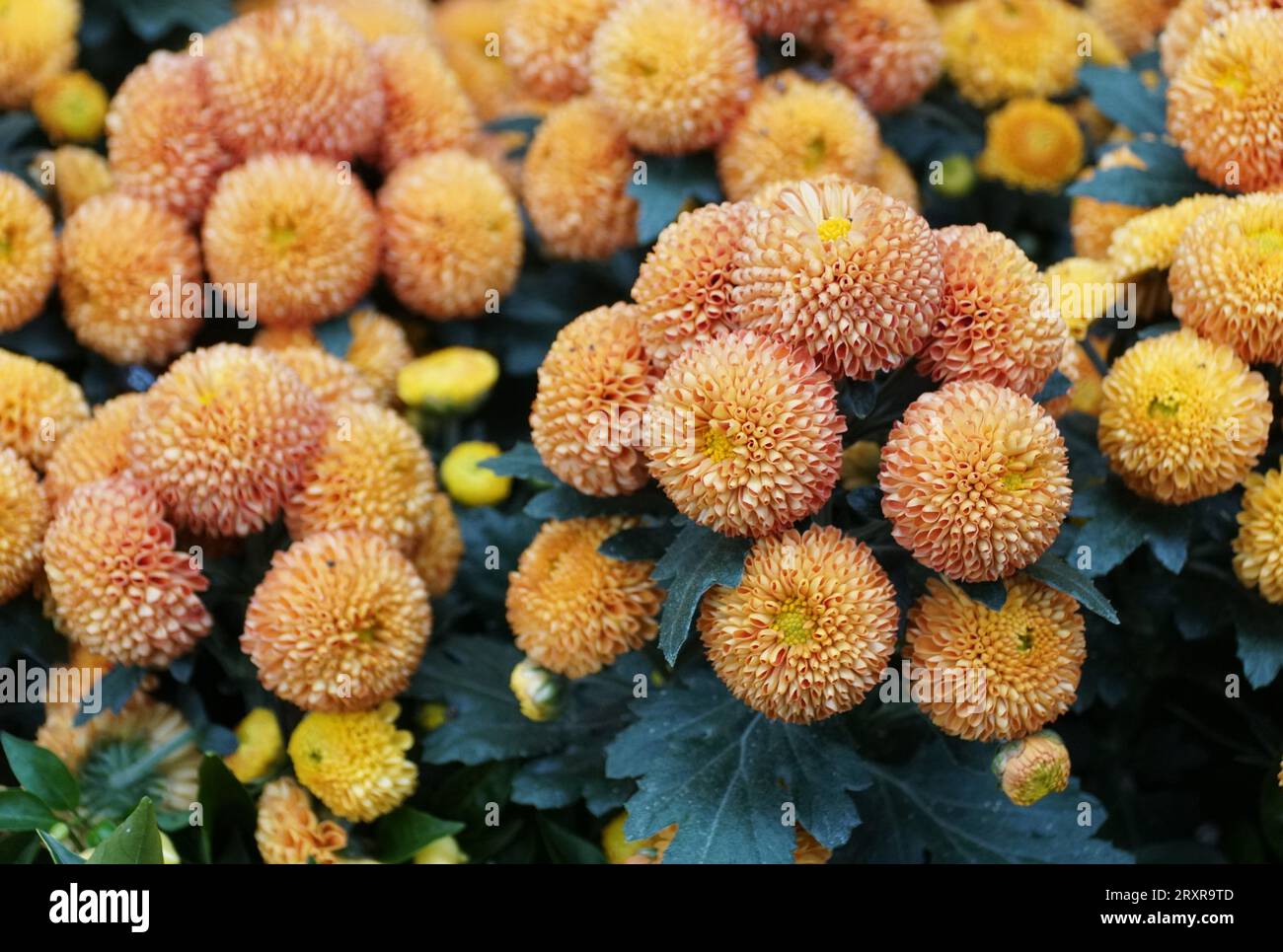 Bronze Chrysanthemum Pom Pom