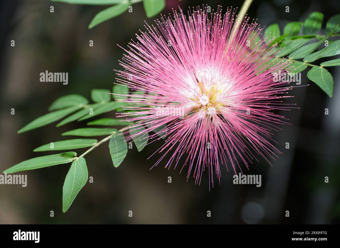 Powderpuff tree hi-res stock photography and images - Alamy
