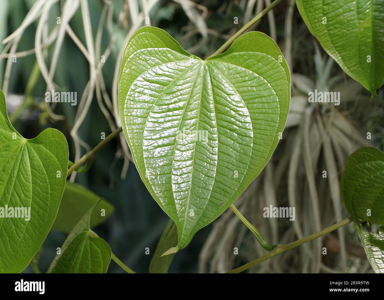 Close up of the beautiful green leaf pattern of Dioscorea Mexicana ...