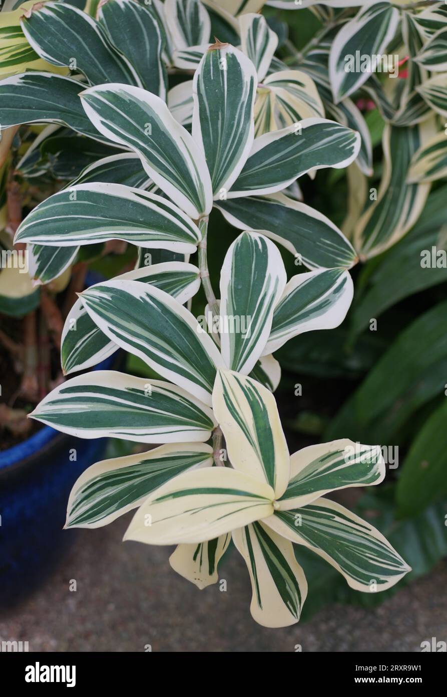 White and green variegated leaf of Spiralflag 'Costus Arabicus' plant ...