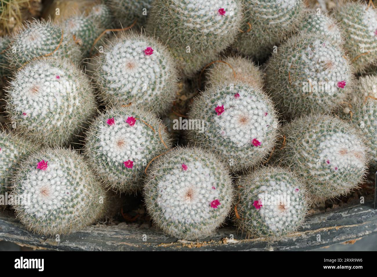 Round shaped Lace Cactus with tiny red flowers with scientific name ...