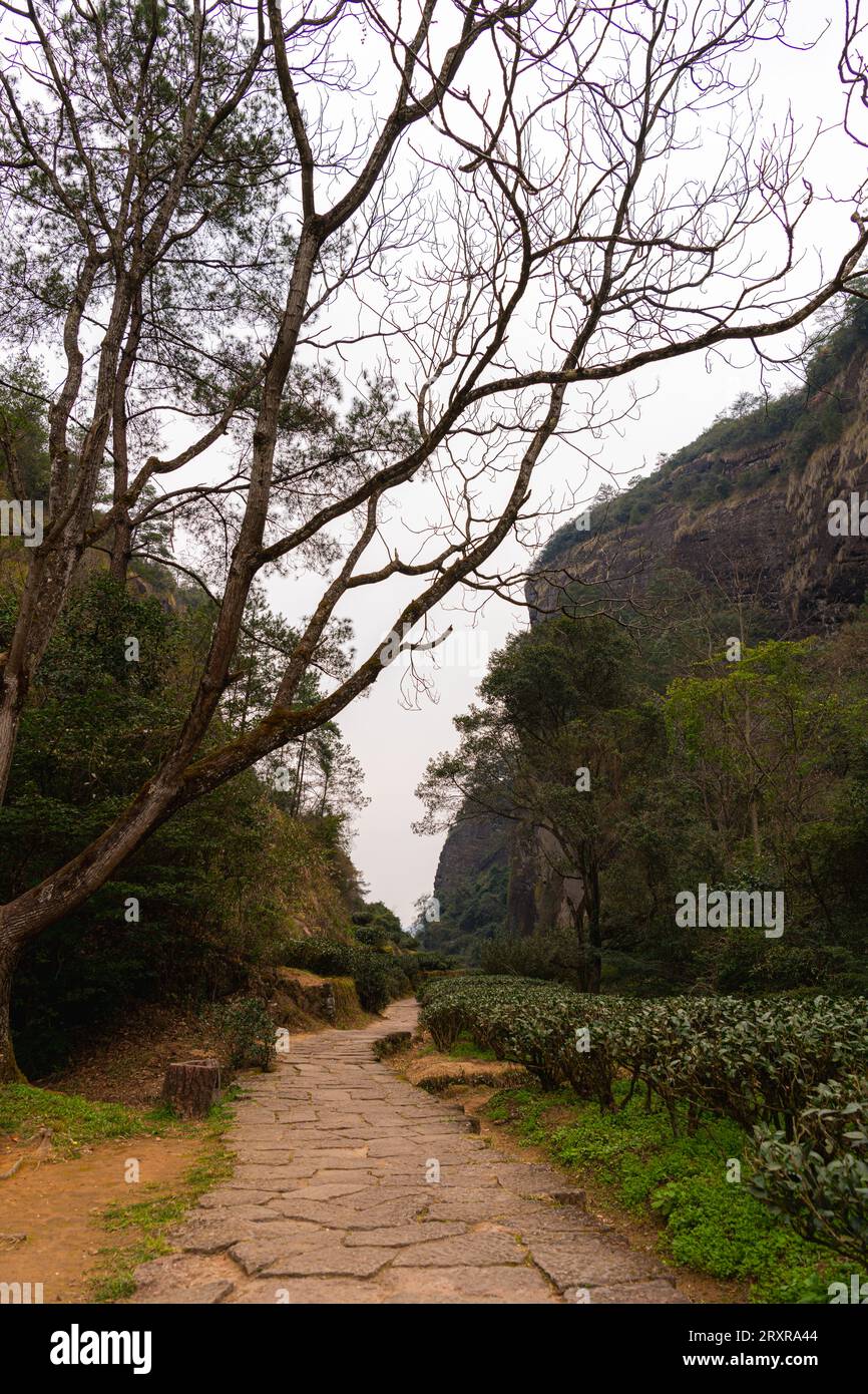 Tea leaves at Da Hong Pao Cha or big red robe tea fields in Wuyishan ...