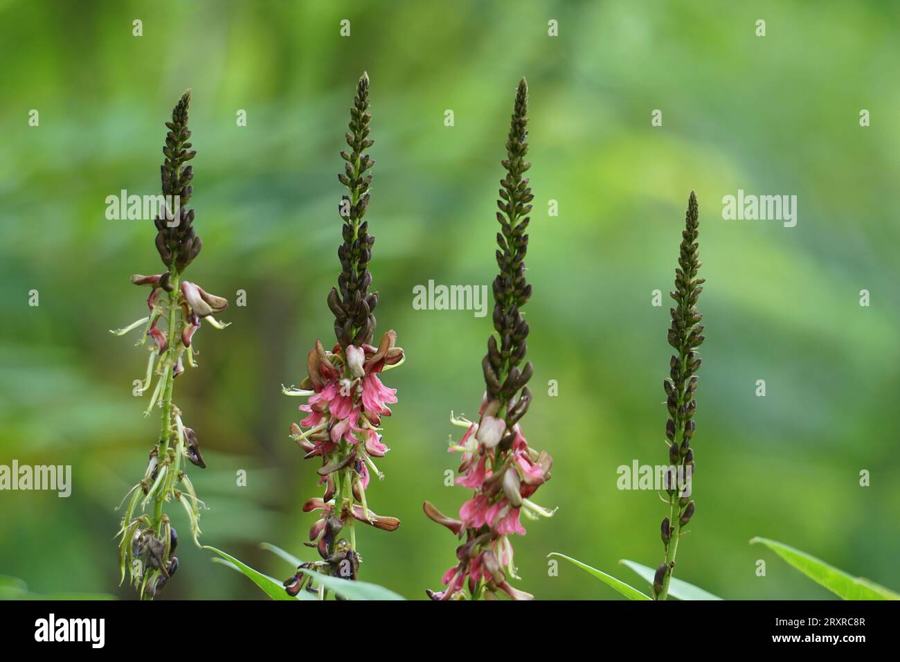Indigofera Zollingeriana (Also called tarum, nila). In Indonesia, the ...
