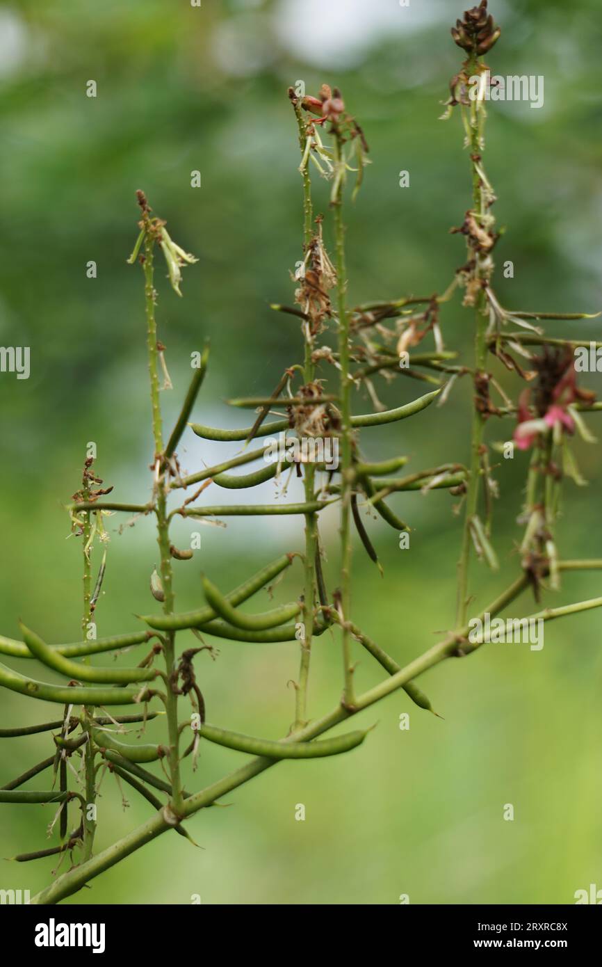 Indigofera Zollingeriana (Also called tarum, nila). In Indonesia, the ...