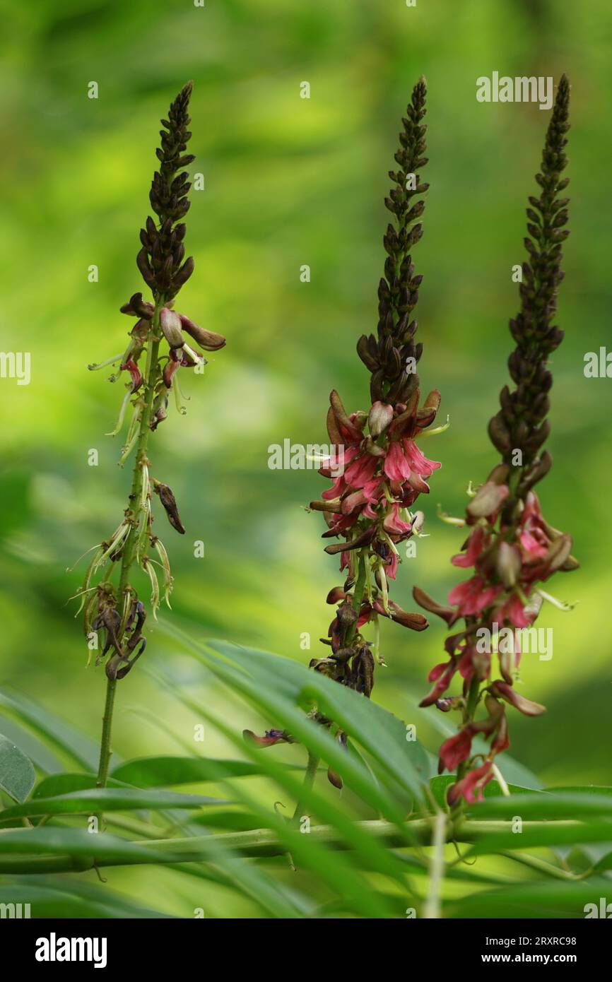 Indigofera Zollingeriana (Also called tarum, nila). In Indonesia, the ...