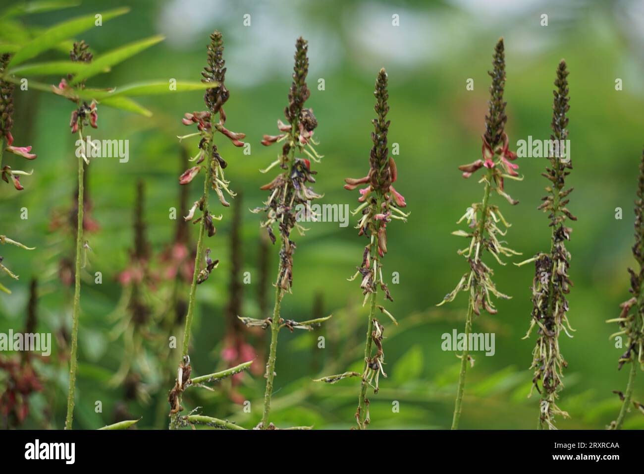Indigofera Zollingeriana (Also called tarum, nila). In Indonesia, the ...