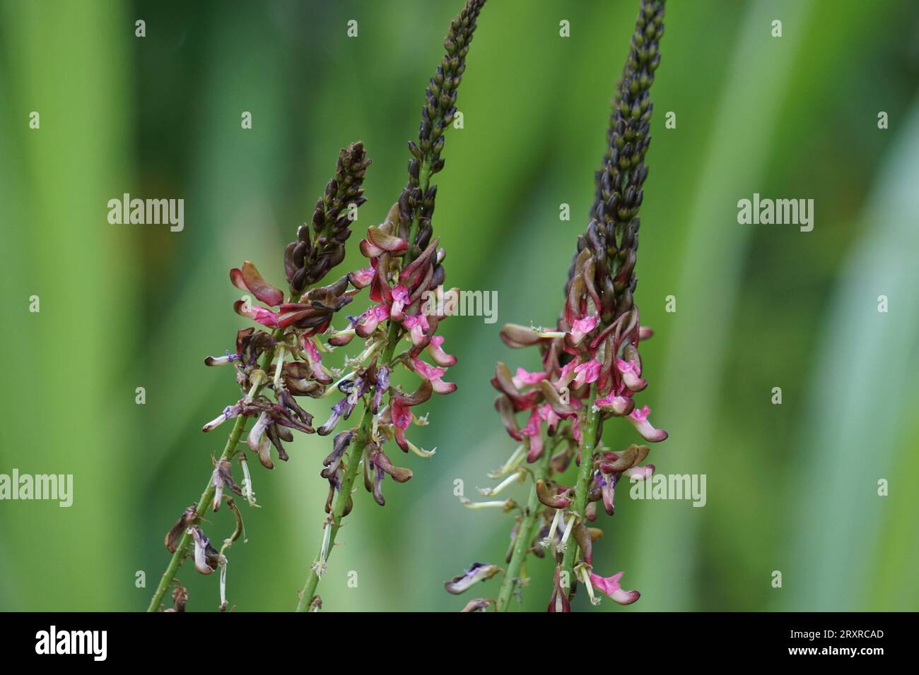 Indigofera Zollingeriana (Also called tarum, nila). In Indonesia, the ...
