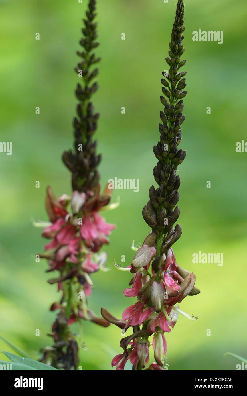 Indigofera Zollingeriana (Also called tarum, nila). In Indonesia, the ...