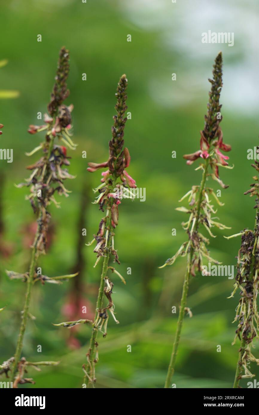Indigofera Zollingeriana (Also called tarum, nila). In Indonesia, the ...