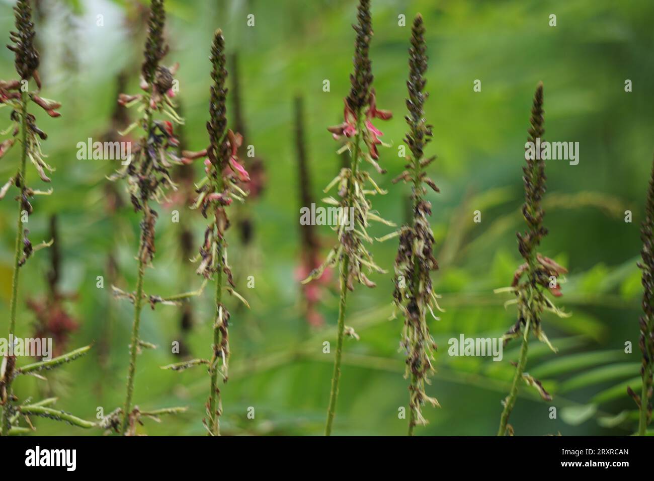 Indigofera Zollingeriana (Also called tarum, nila). In Indonesia, the ...