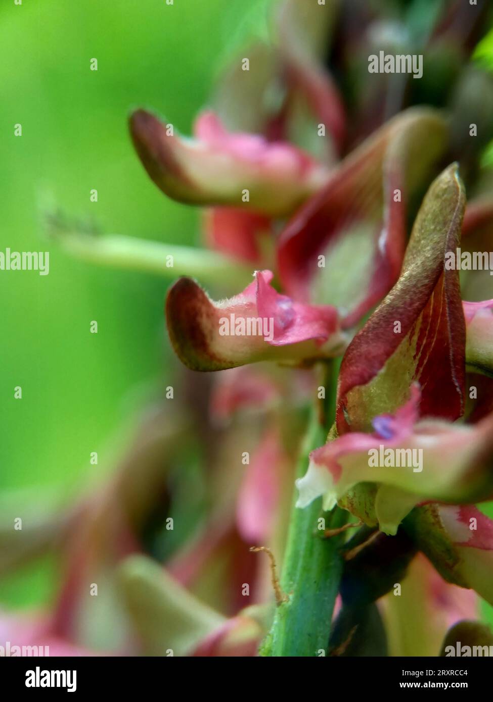Indigofera Zollingeriana (Also called tarum, nila). In Indonesia, the ...