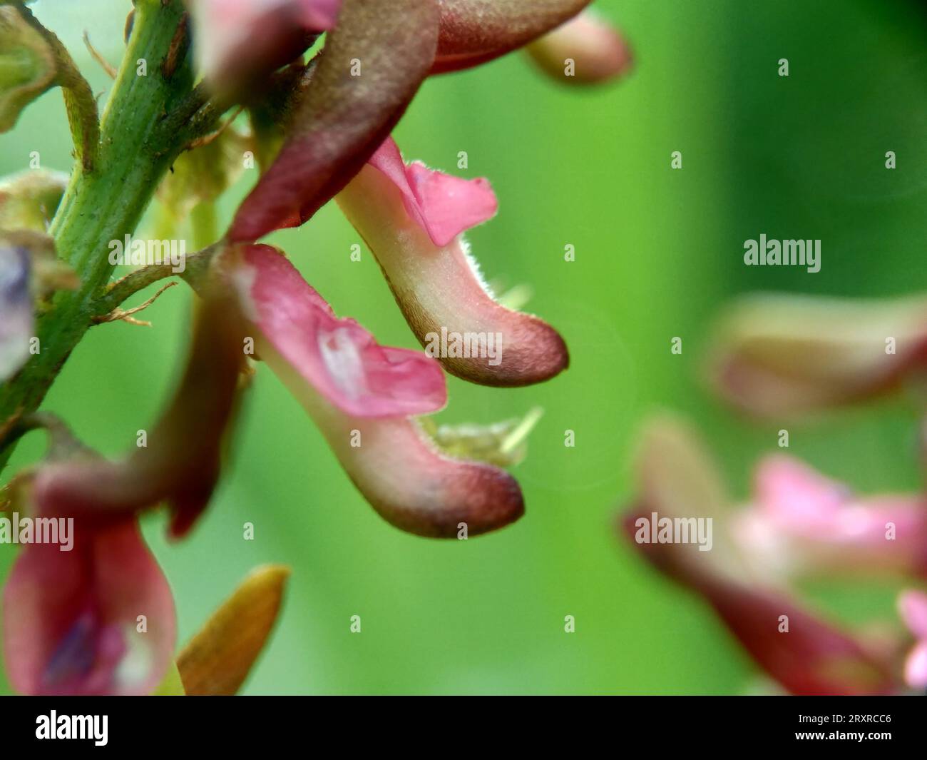 Indigofera Zollingeriana (Also called tarum, nila). In Indonesia, the ...