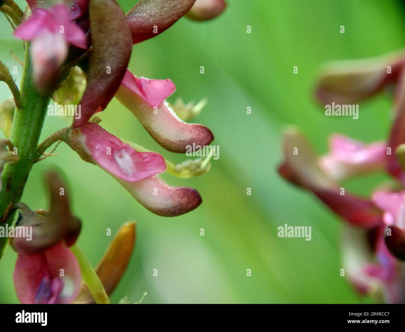 Indigofera Zollingeriana (Also called tarum, nila). In Indonesia, the ...