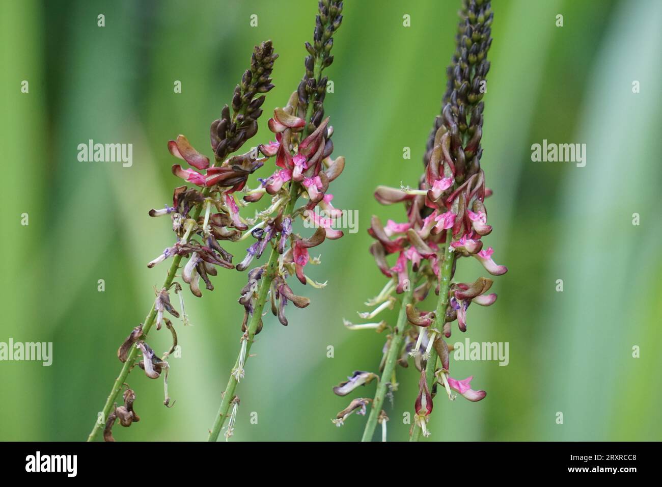 Indigofera Zollingeriana Also Called Tarum Nila In Indonesia The Sundanese Use Indigofera