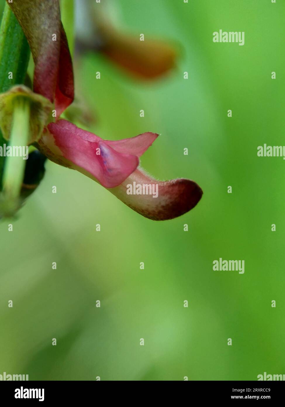 Indigofera Zollingeriana (Also called tarum, nila). In Indonesia, the ...