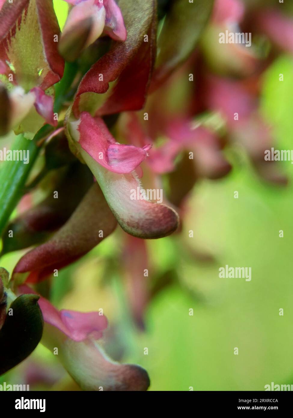 Indigofera Zollingeriana (Also called tarum, nila). In Indonesia, the ...