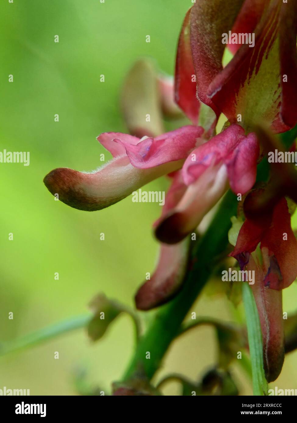 Indigofera Zollingeriana (Also called tarum, nila). In Indonesia, the ...