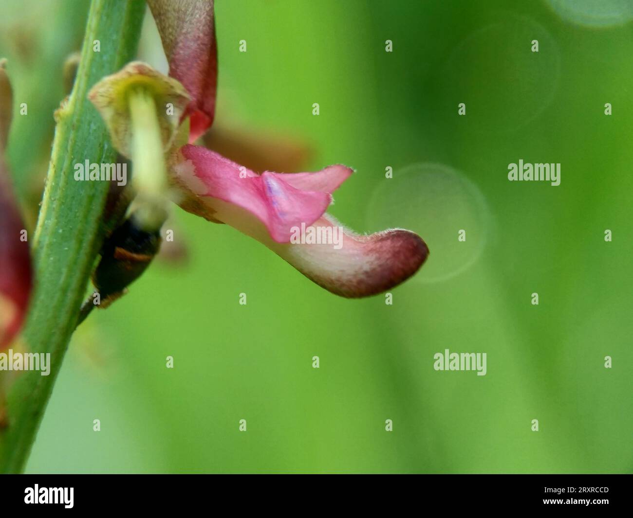 Indigofera Zollingeriana (Also called tarum, nila). In Indonesia, the ...