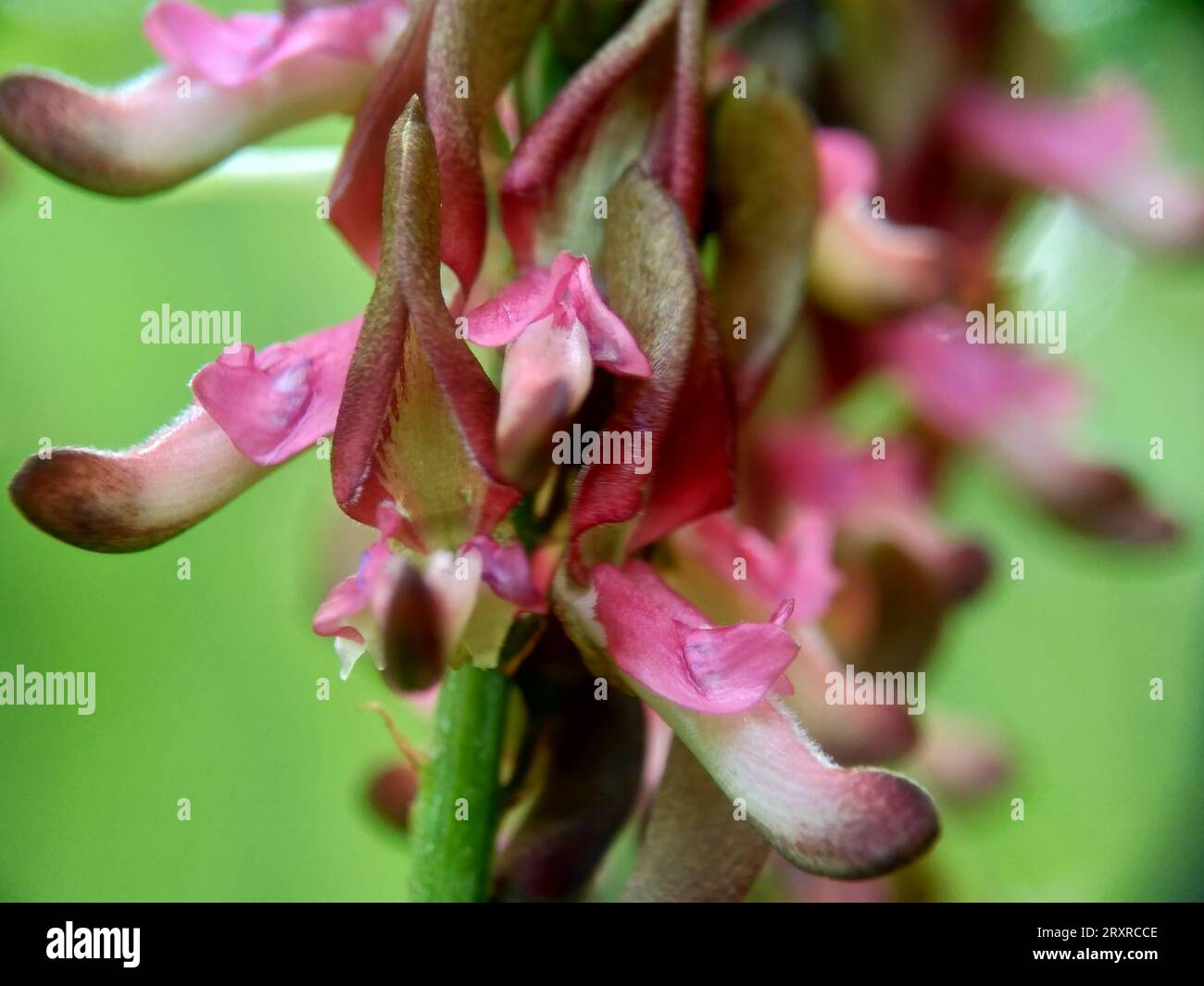 Indigofera Zollingeriana (Also called tarum, nila). In Indonesia, the ...