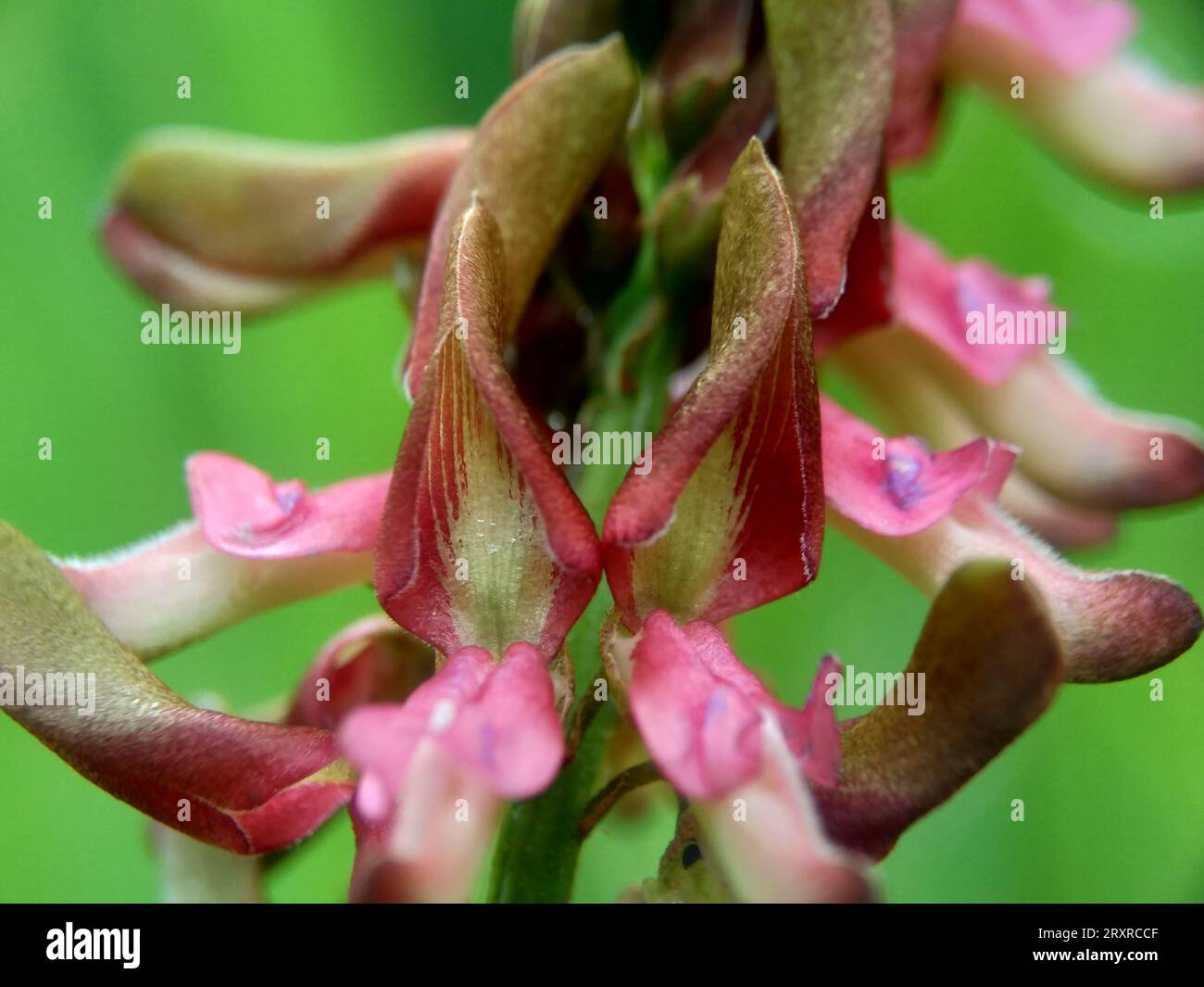 Indigofera Zollingeriana (Also called tarum, nila). In Indonesia, the ...