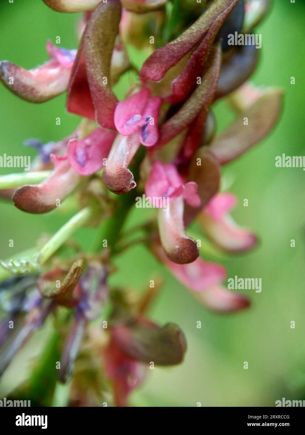 Indigofera Zollingeriana (Also called tarum, nila). In Indonesia, the ...