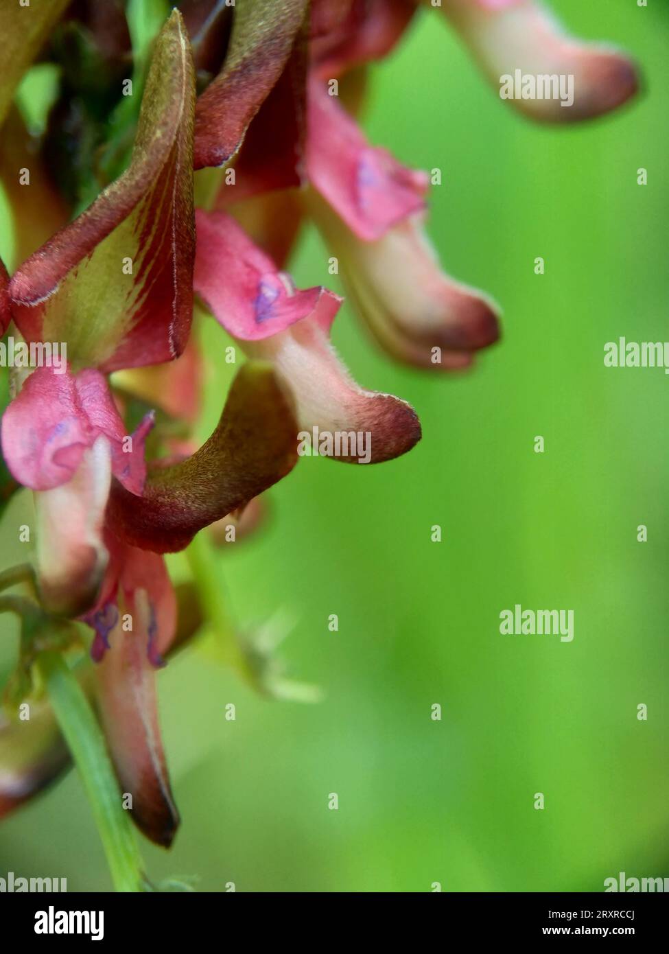 Indigofera Zollingeriana (Also called tarum, nila). In Indonesia, the ...