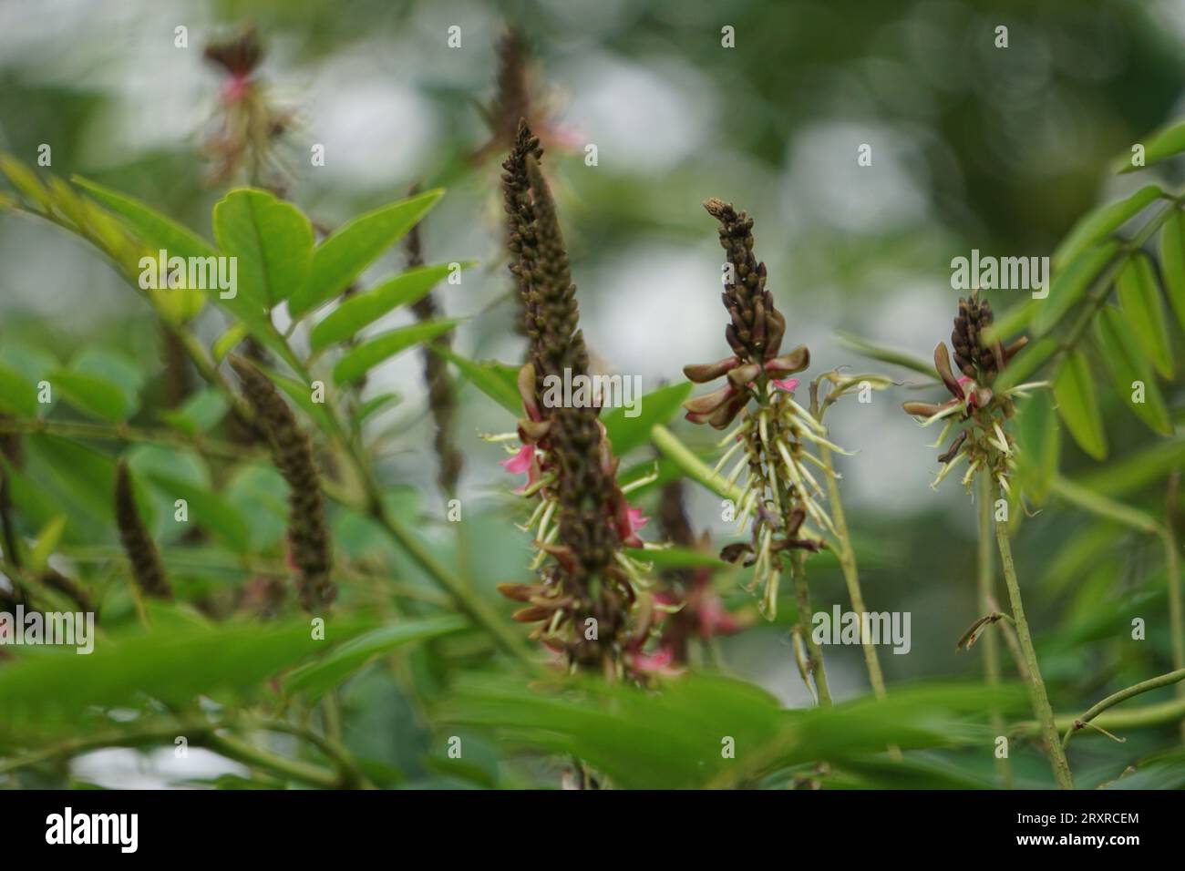 Indigofera Zollingeriana (Also called tarum, nila). In Indonesia, the ...