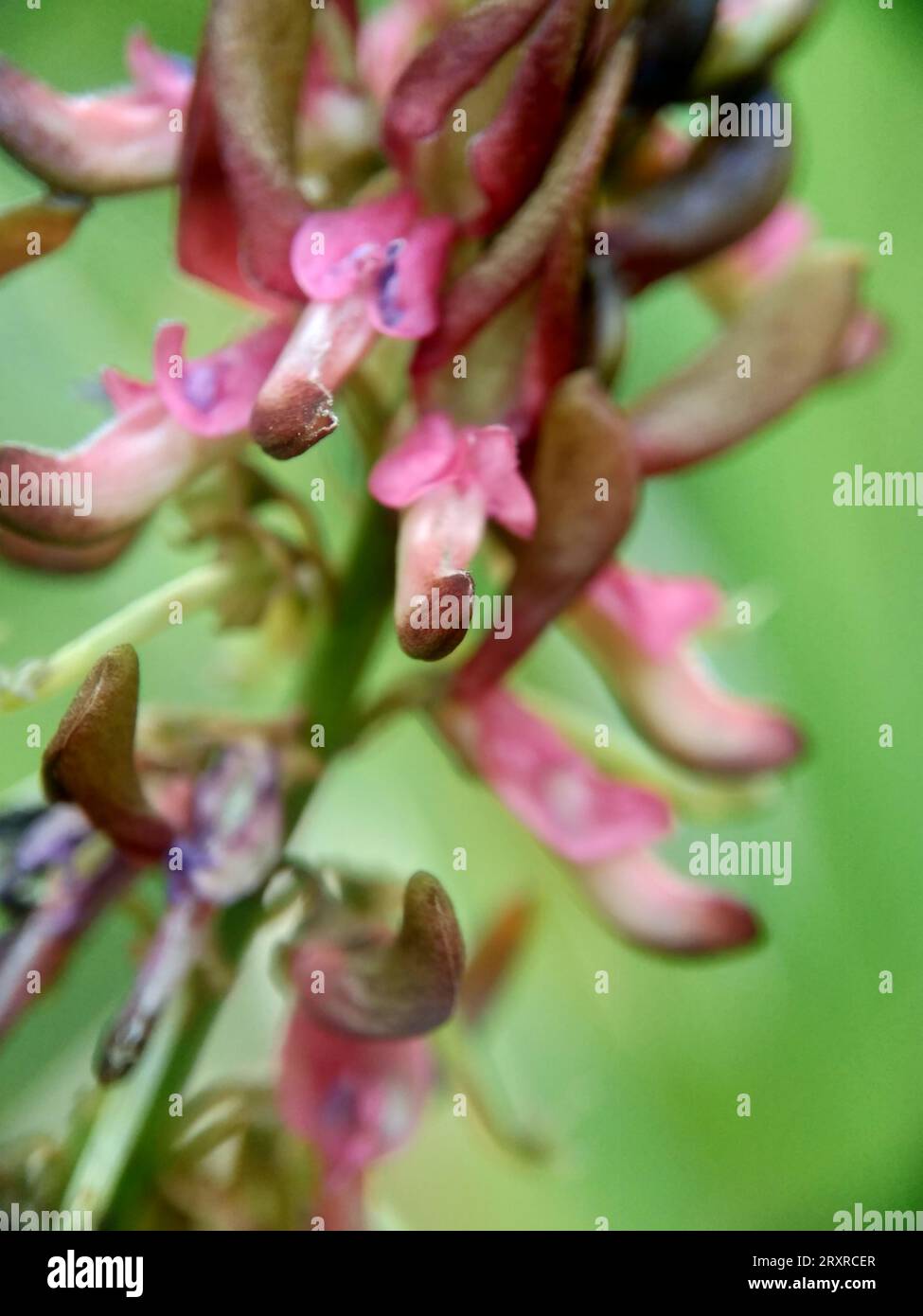 Indigofera Zollingeriana (Also called tarum, nila). In Indonesia, the ...