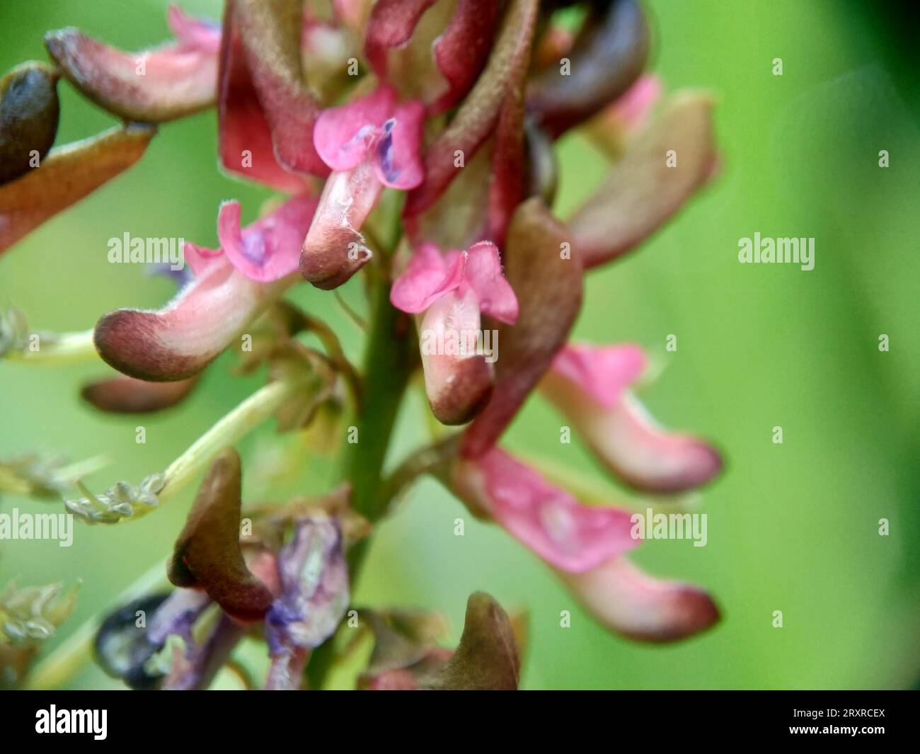 Indigofera Zollingeriana (Also called tarum, nila). In Indonesia, the ...