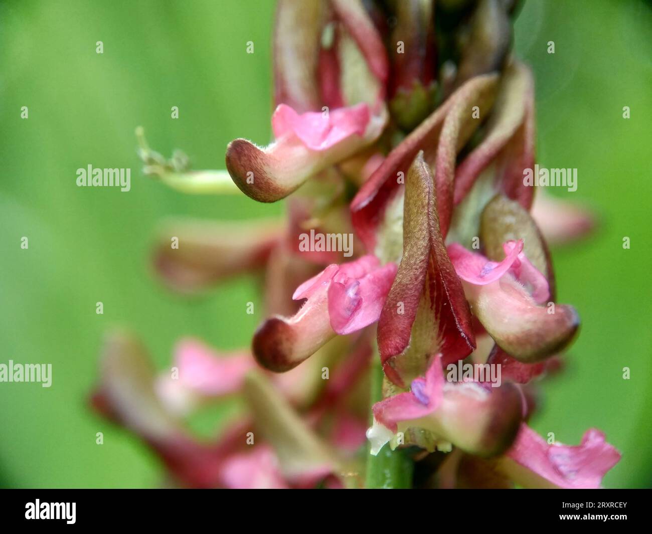 Indigofera Zollingeriana (Also called tarum, nila). In Indonesia, the ...