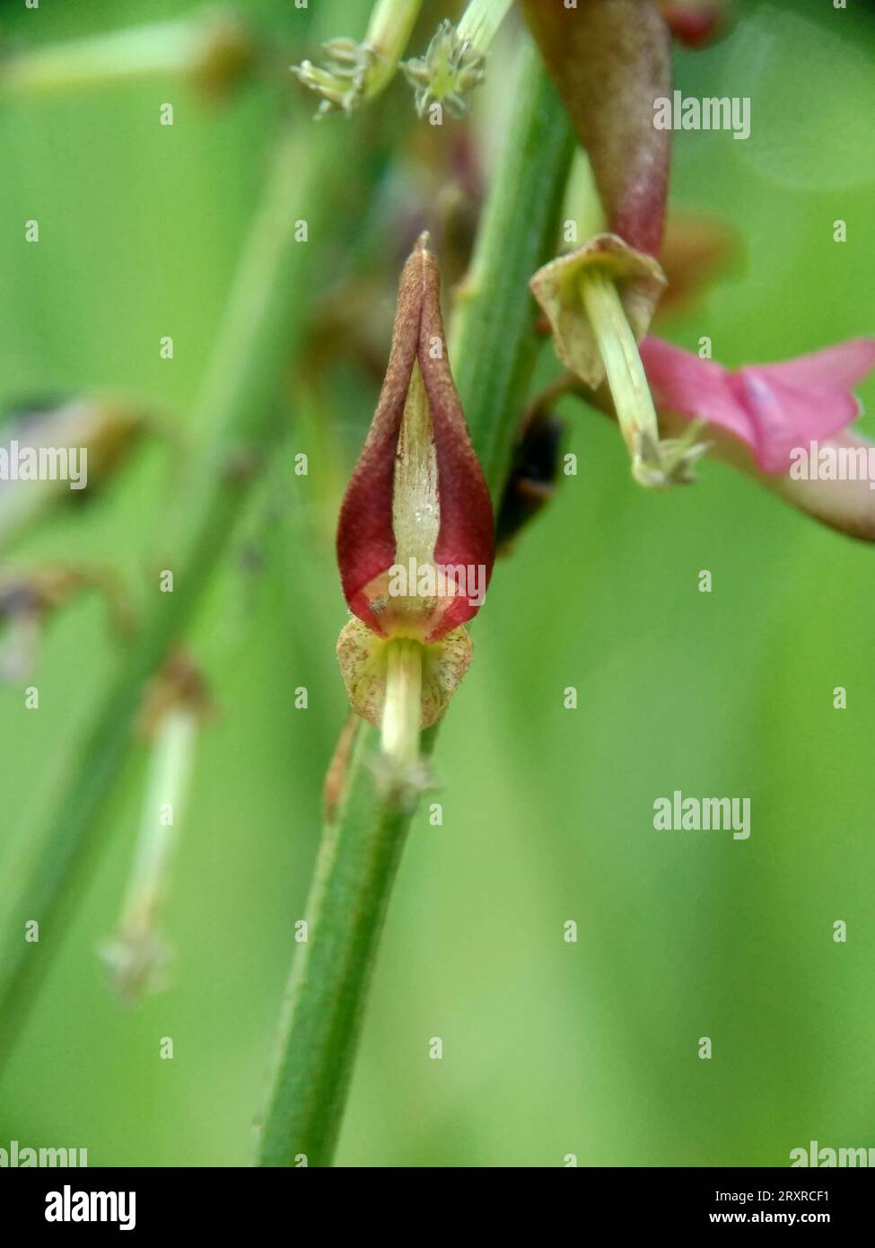 Indigofera Zollingeriana (Also called tarum, nila). In Indonesia, the ...