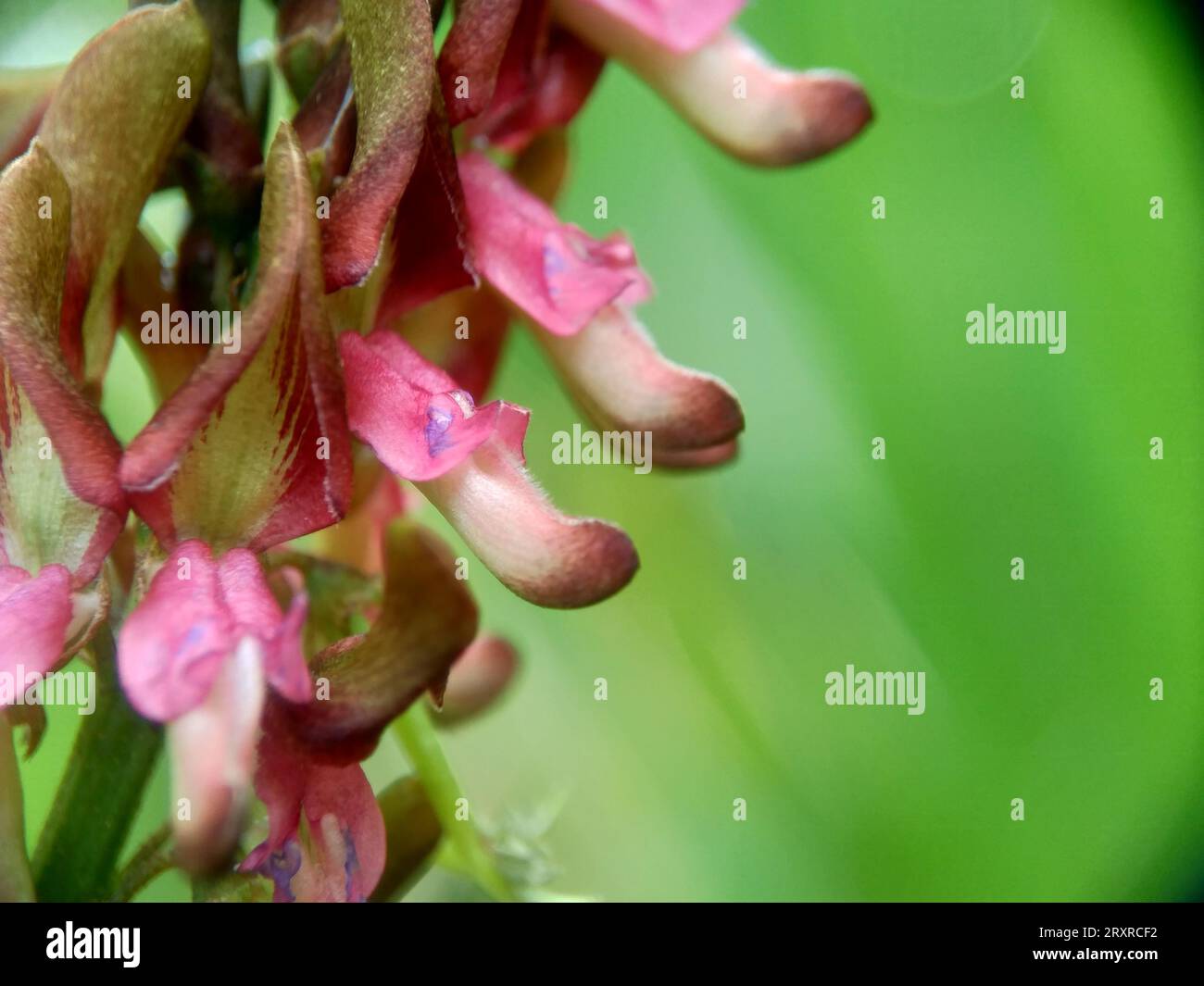 Indigofera Zollingeriana (Also called tarum, nila). In Indonesia, the ...