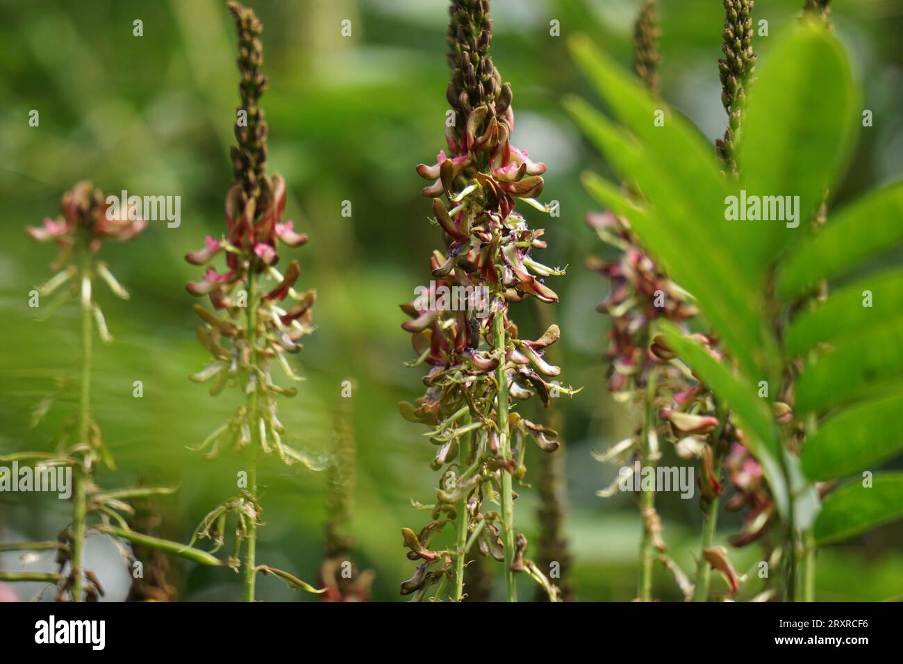 Indigofera Zollingeriana (Also called tarum, nila). In Indonesia, the ...