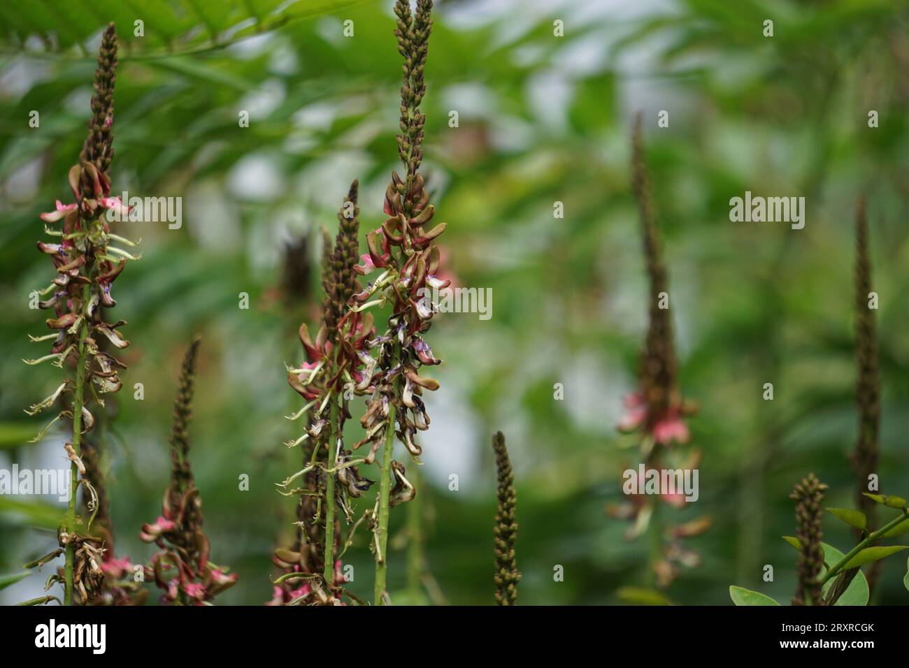 Indigofera Zollingeriana (Also called tarum, nila). In Indonesia, the ...