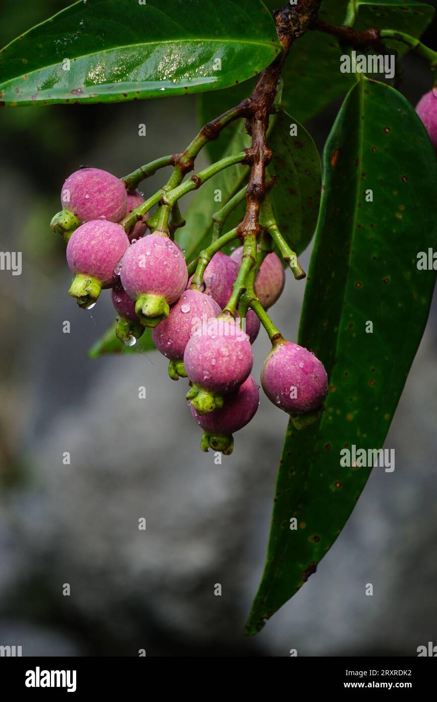 Syzygium densiflorum hi-res stock photography and images - Alamy