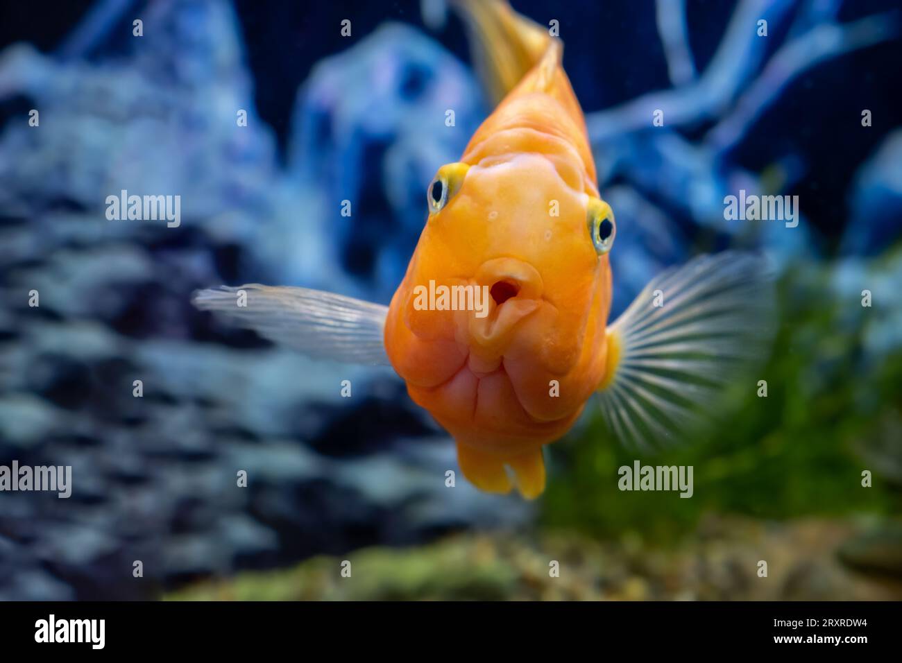 Orange parrot fish in the aquarium. Red Parrot Cichlid. Aquarium fish ...