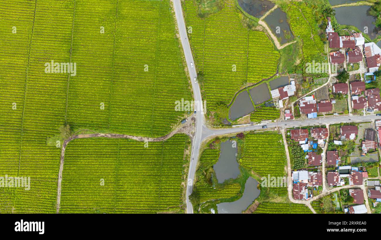 Aerial view of landscape with Kayu Aro tea estate. Tea plantations ...