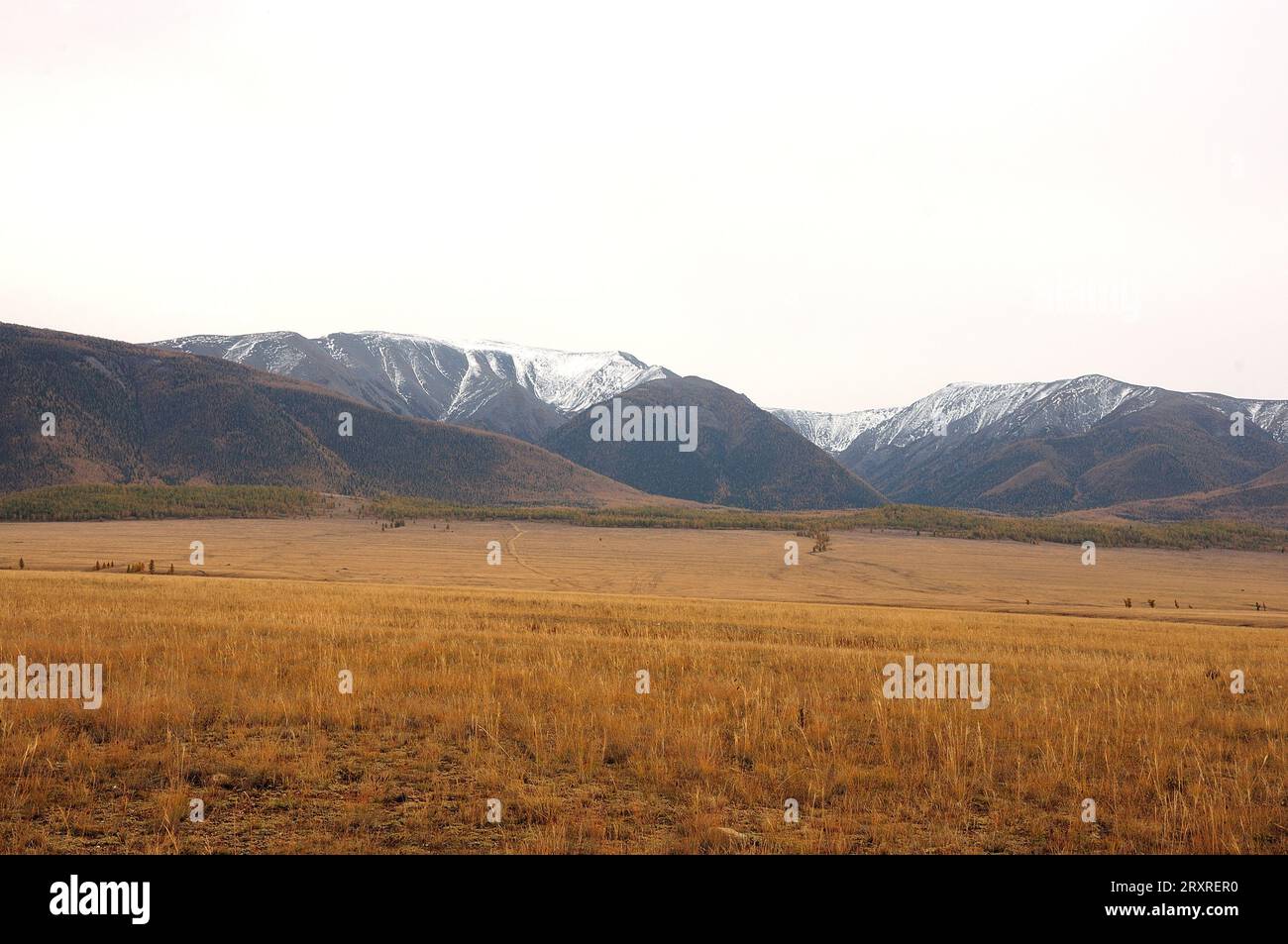 Tall dry grass turned yellow in autumn in the endless steppe at the ...