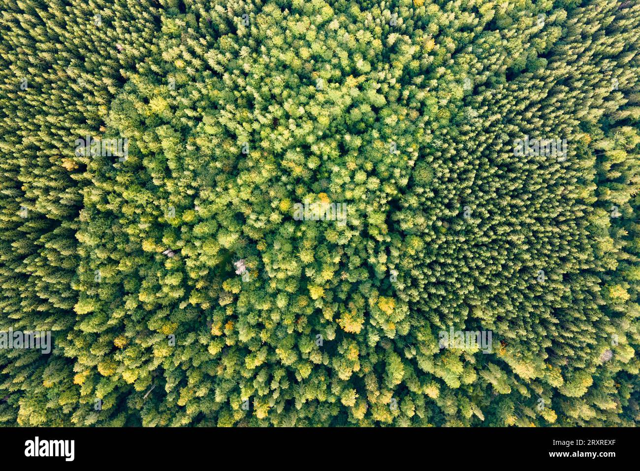Aerial view of green pine forest with dark spruce trees. Nothern ...