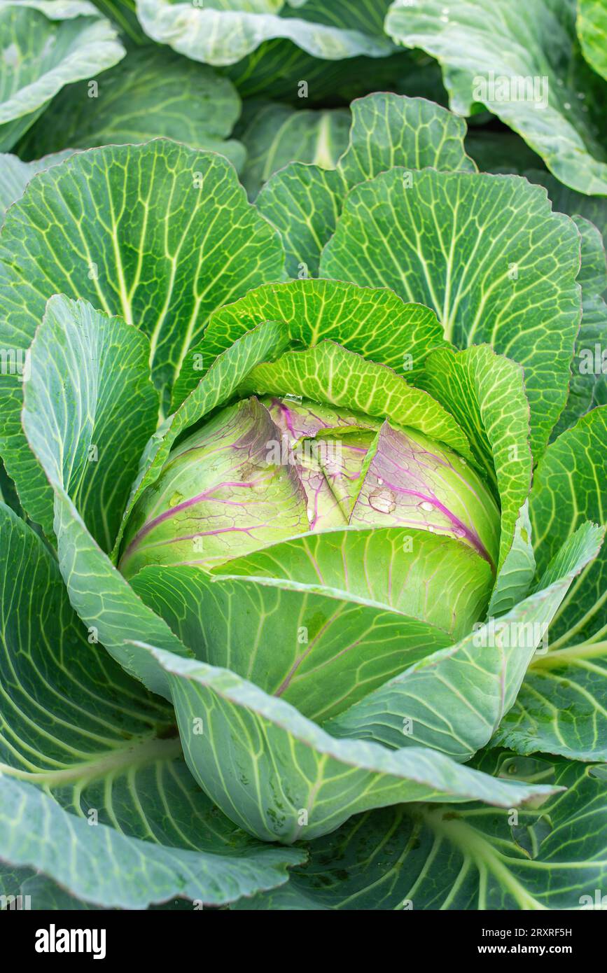 Head of cabbage. Fresh ground-cabbage close-up. Organic cabbage from ...