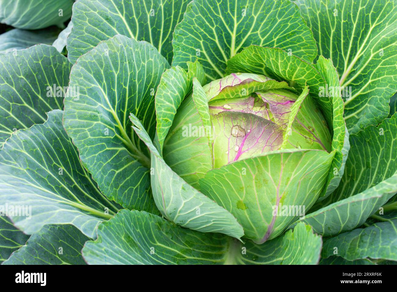 Head of cabbage. Fresh ground-cabbage close-up. Organic cabbage from ...