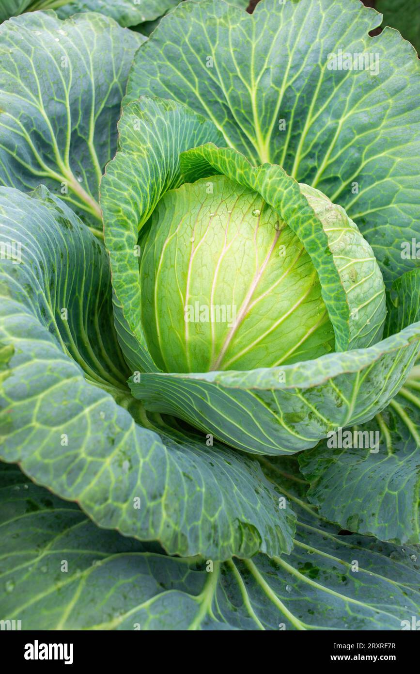 Head of cabbage. Fresh ground-cabbage close-up. Organic cabbage from ...