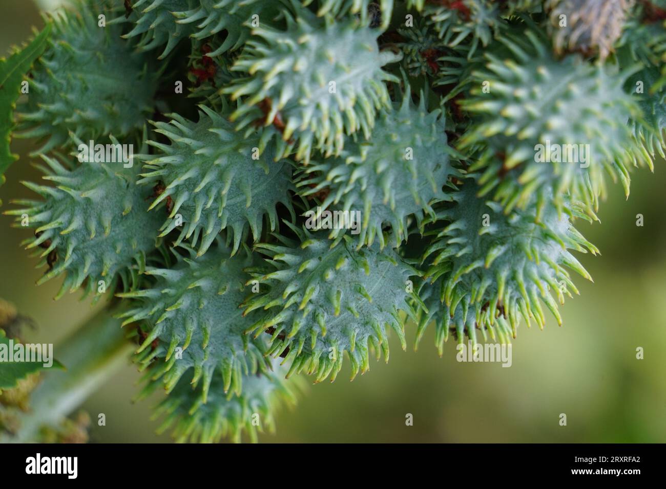 Eranda (Also called Ricinus communis, jarak, poison nut, bubble bush ...