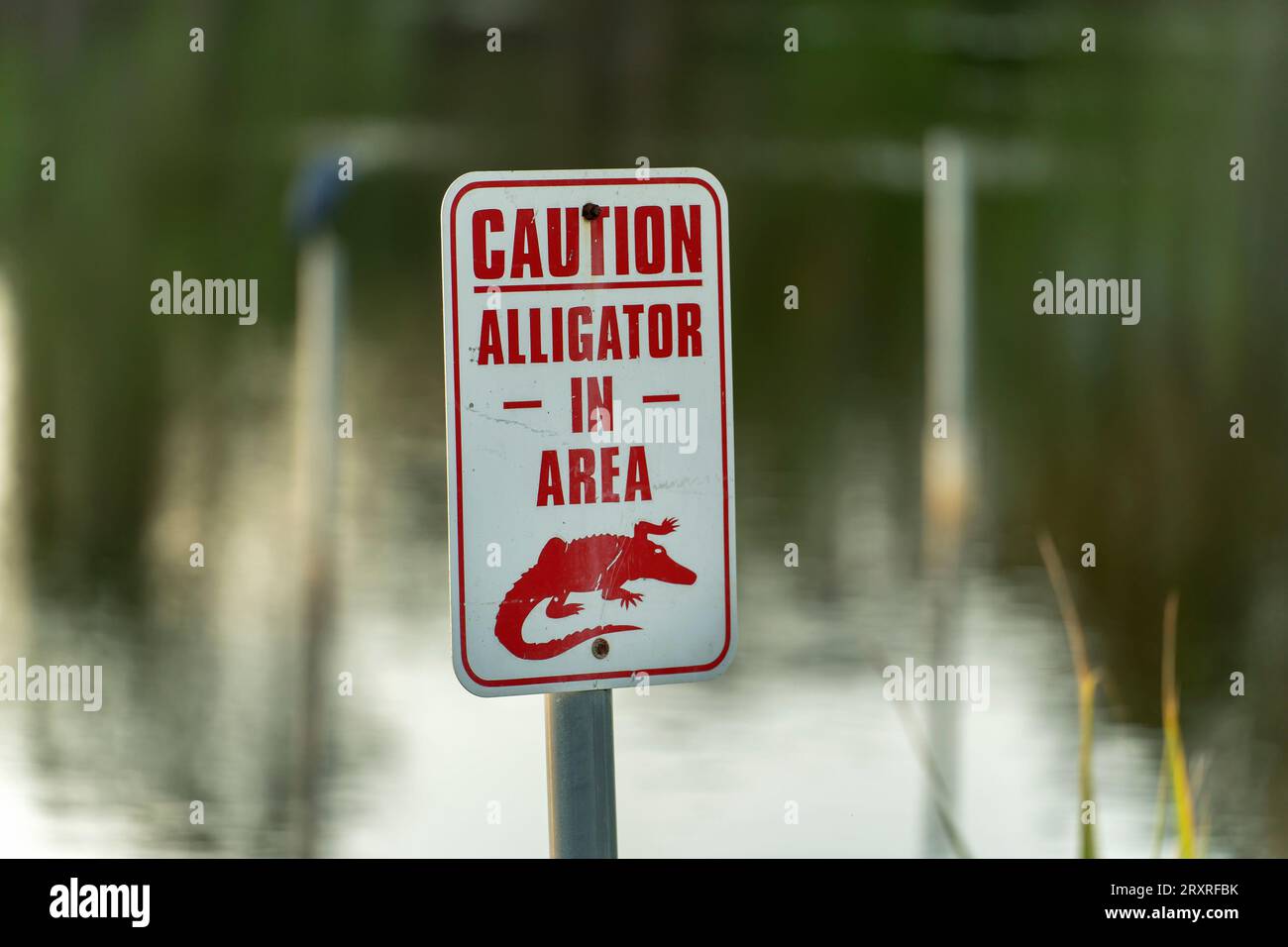 Alligator danger warning signpost in Florida waterfront park about ...