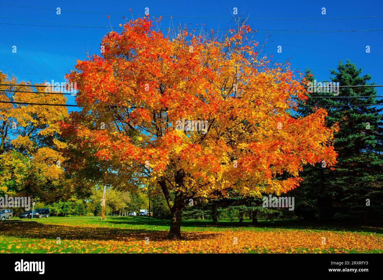 A tree in the fall changing colors on a clear sunny day in metro ...