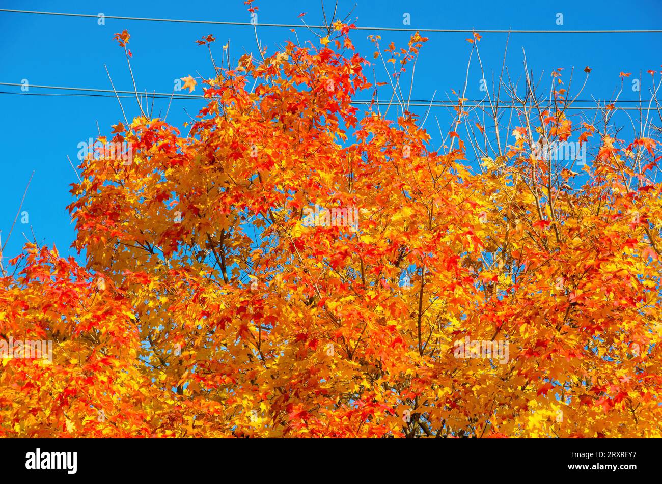 A tree in the fall changing colors on a clear sunny day at Kensington ...